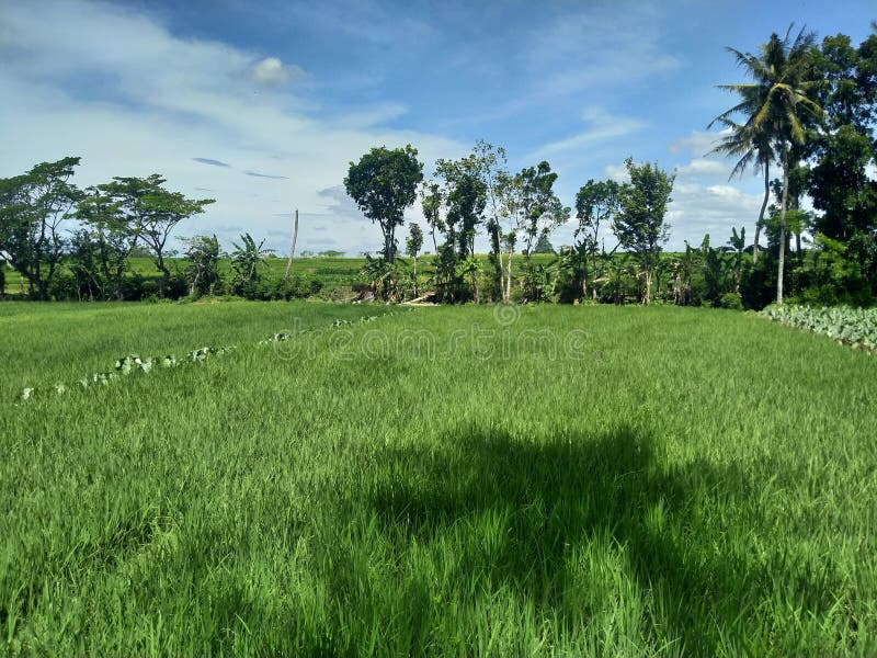 Blue skies in a rice field stock photo. Image of nature - 262906052