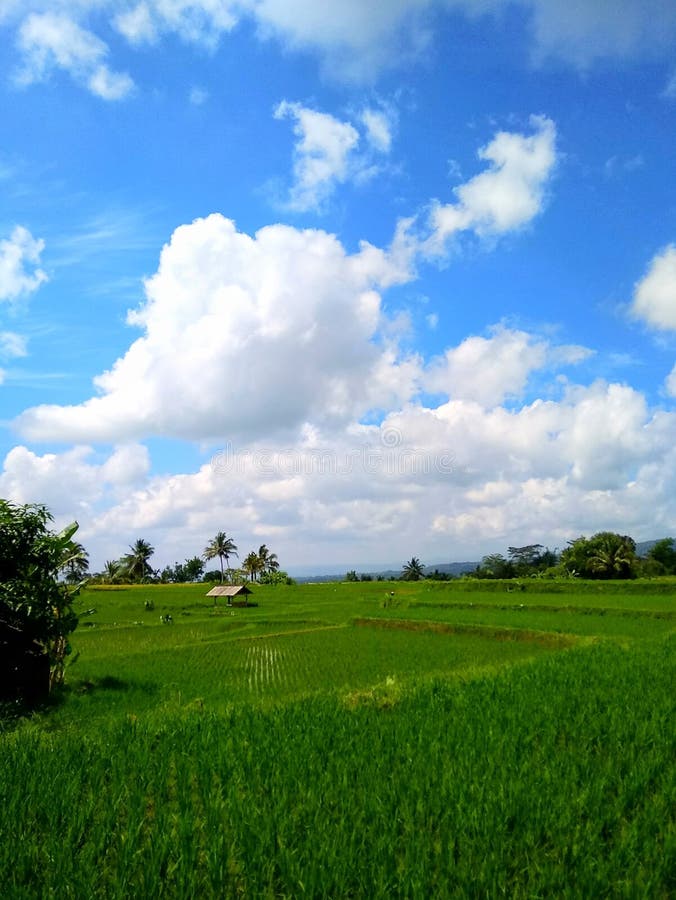 When the Blue Skies and Rice Plants Stock Photo - Image of skies, blue ...