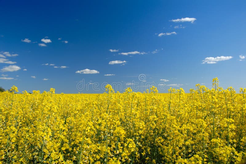 Sunflower with blue sky stock photo. Image of diet, macro - 5232602