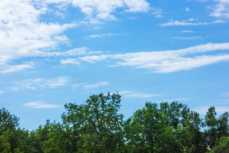 The Blue Sky Above the Green Trees in the Forest Stock Image - Image of ...
