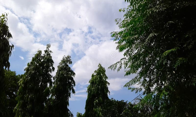 Blue sky above green trees stock photo. Image of branch - 183394316