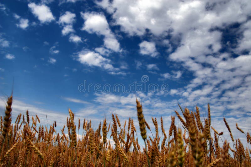 Blue sky above rye field stock image. Image of yellow - 3473595