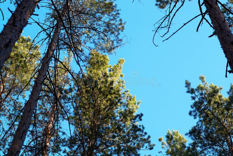 Blue Sky Against the Background of Trees Stock Image - Image of ...