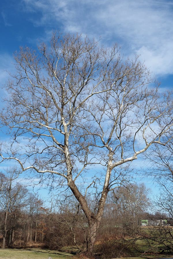 Blue Sky is the Background for the Tree on a February Day. Stock Photo ...