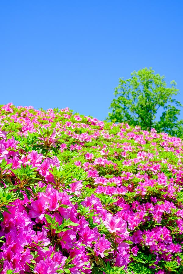 Blue Sky and Azalea Flowers Stock Image - Image of blue, azalea: 209387133