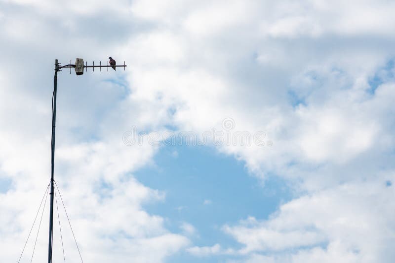 TV antenna with a bird stock photo. Image of clear, overhead - 36594492