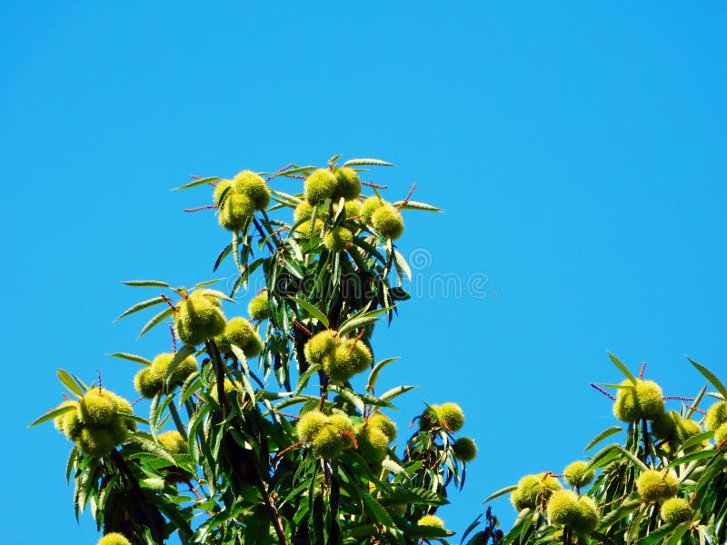 Blue Sky Background with Chesnut Tree Balls Stock Photo - Image of view ...