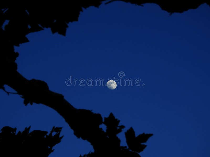 The moon among the trees stock photo. Image of moon - 117805236