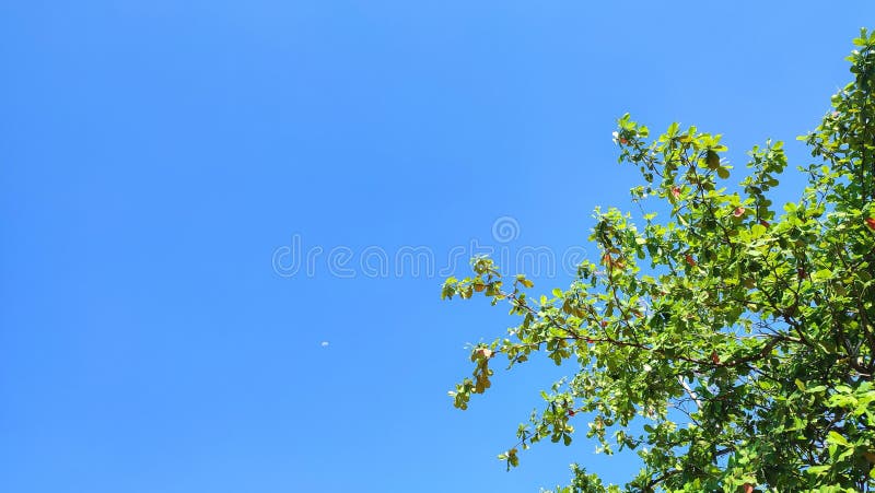 A Blue Sky Background with Green Tree in the Right Side Stock Photo ...