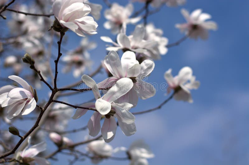 The Blue Sky is the Background To the Flowering Stock Photo - Image of ...