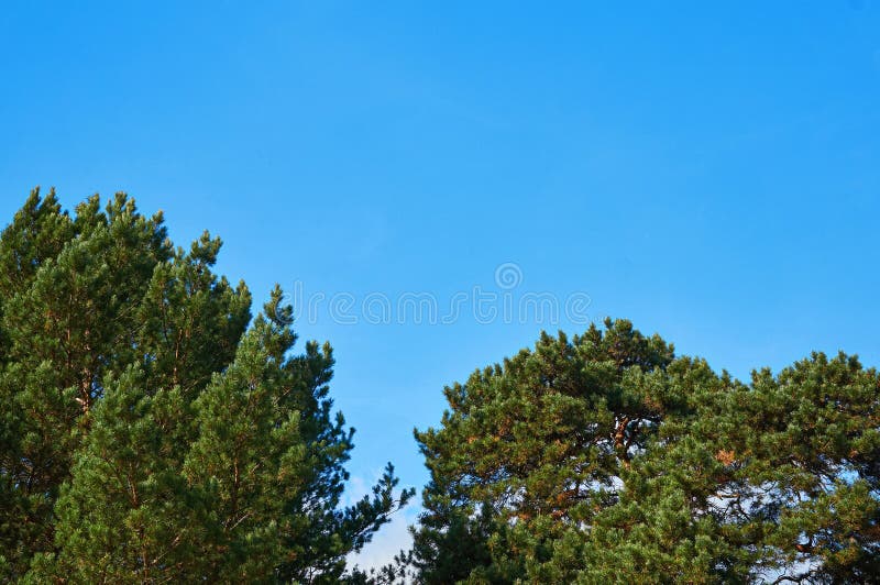Blue Sky Against the Tops of Trees in Sunny Weather Stock Photo - Image ...