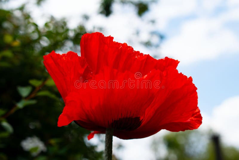 Big Red Poppy Flower. Blue Sky Backroun Stock Photo - Image of nature ...