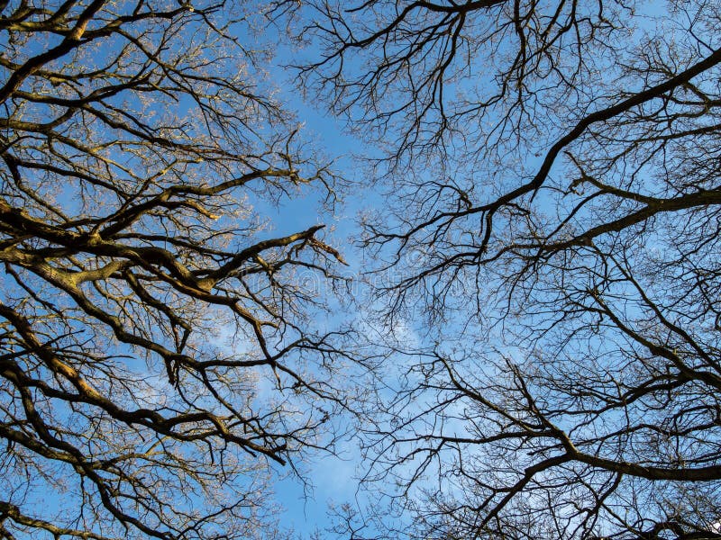Blue Sky through Bare Winter Tree Branches Stock Photo - Image of tree ...