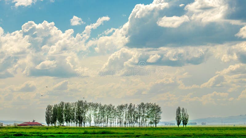 Blue Sky and Beautiful Cloud with Meadow Tree. Plain Landscape ...