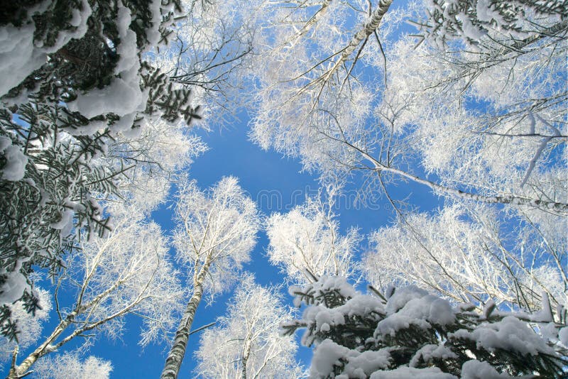 Blue Sky in Beautiful Winter Forest Stock Photo - Image of season ...