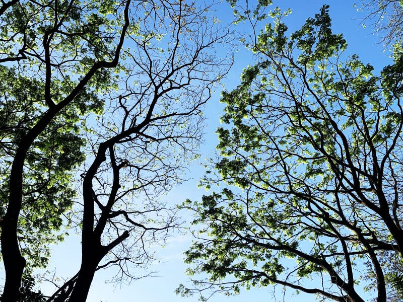 The Blue Sky and the Beauty of the Curves of Tree Branches Stock Photo ...
