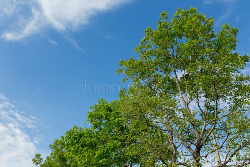 Blue Sky and Big tree stock photo. Image of colors, overcast - 116320396