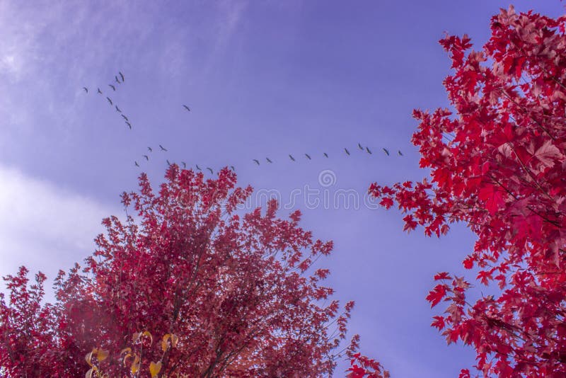 Blue Sky, Closeup Autumn Red Maple Tree Ottawa, CANADA Stock Photo ...