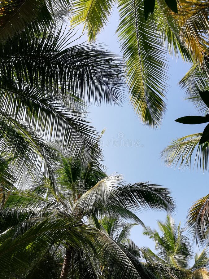 Coconet Trees Stock Photos - Free & Royalty-Free Stock Photos from ...