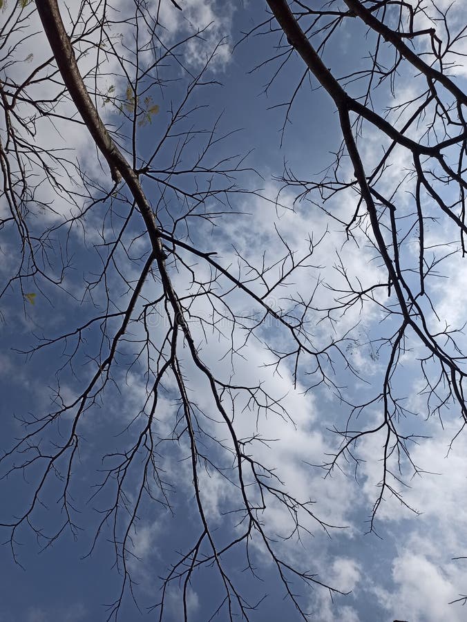 Blue Sky with Branch stock image. Image of twigs, branch - 224409879