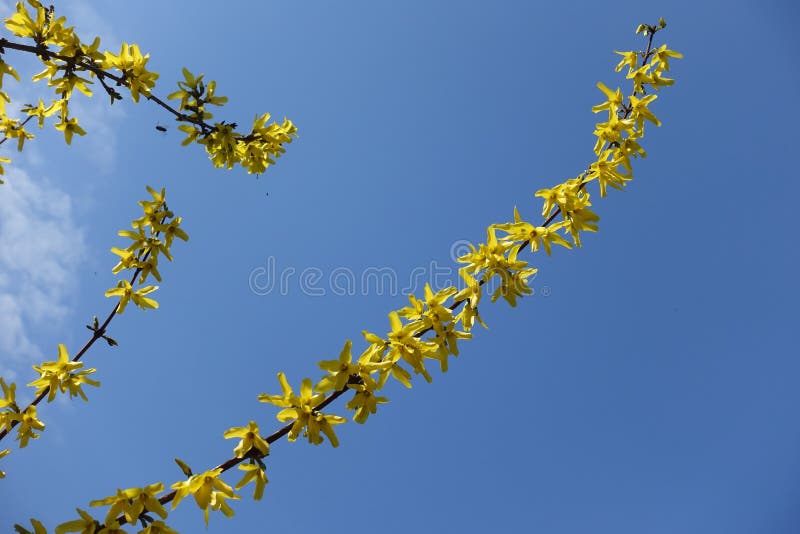 Blue Sky and Branch of Blossoming Forsythia in March Stock Photo ...