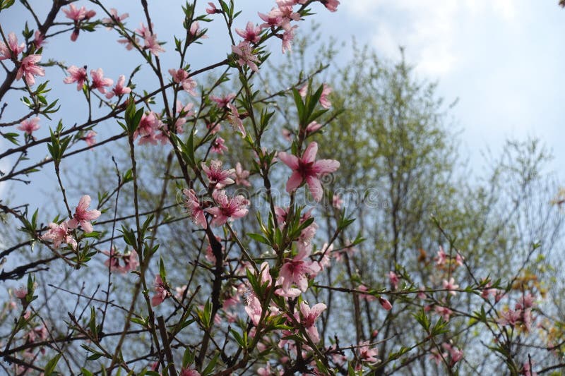 Blue Sky and Branches of Blossoming Peach in April Stock Image - Image ...
