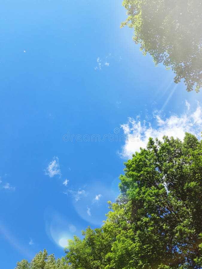 Blue Sky among the Branches of Green Trees with Reflections from the ...