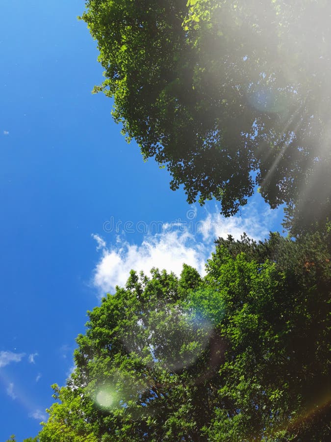 Blue Sky among the Branches of Green Trees with Reflections from the ...