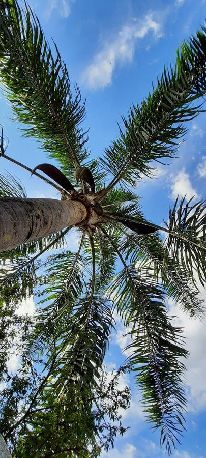 Blue Sky Brazilian Coconut Tree Stock Image - Image of tropics, food ...