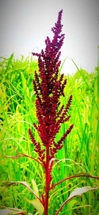 Burgundy Amaranth or Aztec Wheat, Inca Bread, Medicinal Plant and ...