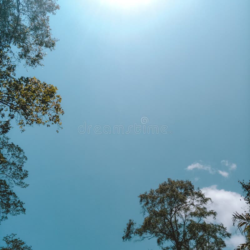 Blue Sky and Bushy Tree stock image. Image of sunlight - 201378193