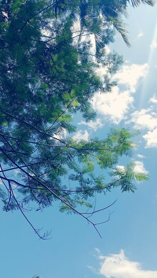 Blue sky cloud plant leave stock image. Image of plant - 179004029