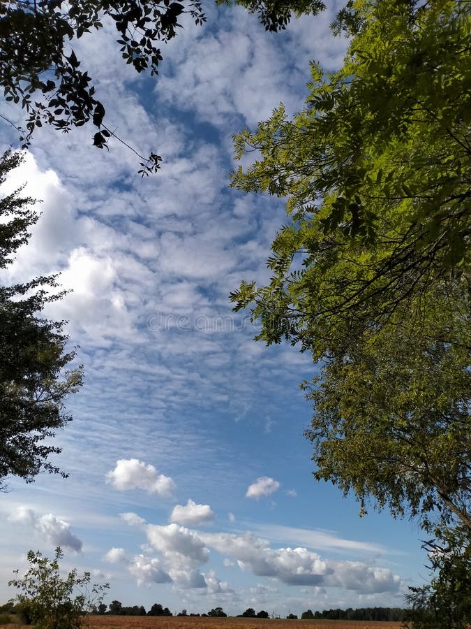 Sky and tree branches stock photo. Image of forest, branches - 256523004