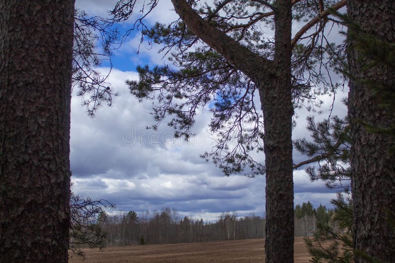 Blue Sky with Clouds, Cloudy Spring Day, Forest and Field Stock Image ...