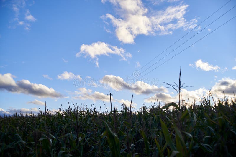 Blue Sky, Clouds and a Field of Corn Stock Photo - Image of nature ...