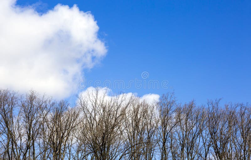 Blue Sky, Clouds And Line Of Trees Stock Photo - Image of weather, fall ...