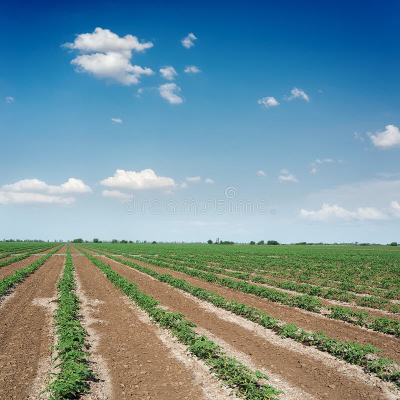 Blue Sky with Clouds Over Agricultural Green Field with Tomatoes. Stock ...