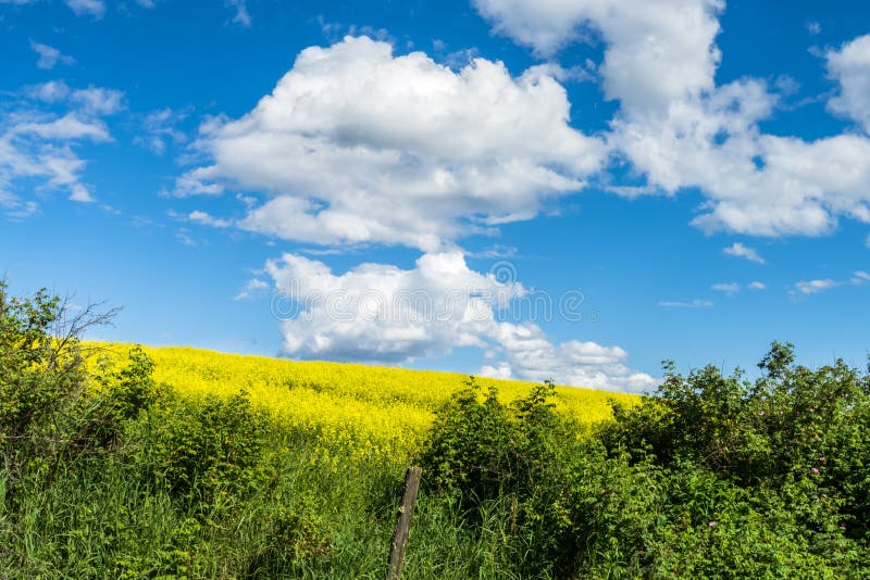 Blue Sky with Clouds Over a Hill of Blooming Canola Field Stock Photo ...