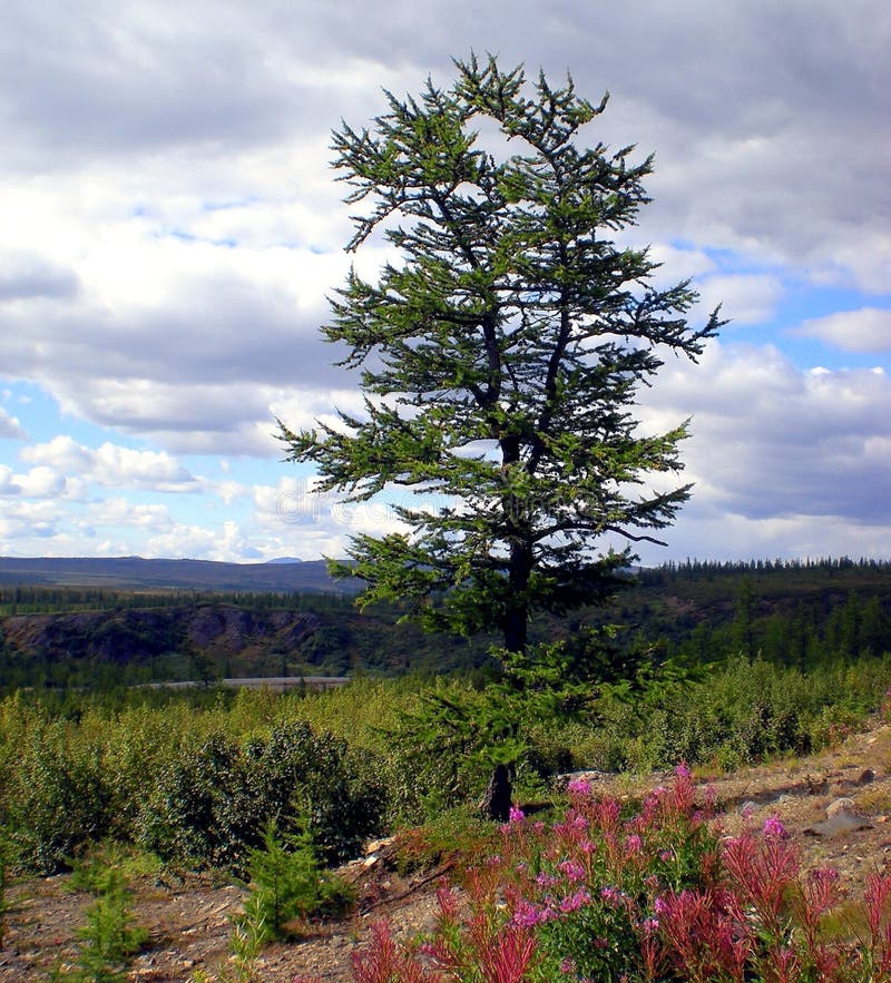 Blue Sky with Clouds Over Taiga. the Nature of the Russian North Stock ...