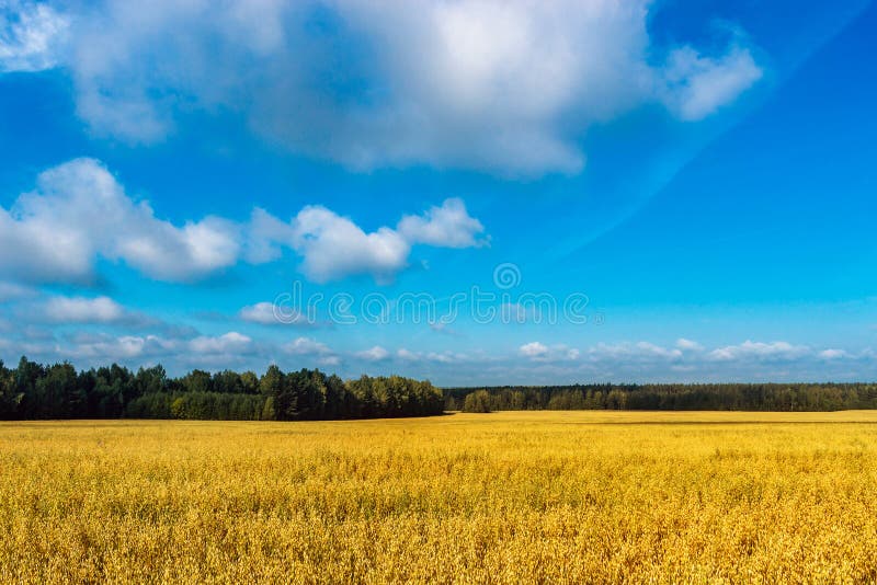 Blue Sky with Clouds Over Yellow Oat Field Stock Image - Image of farm ...