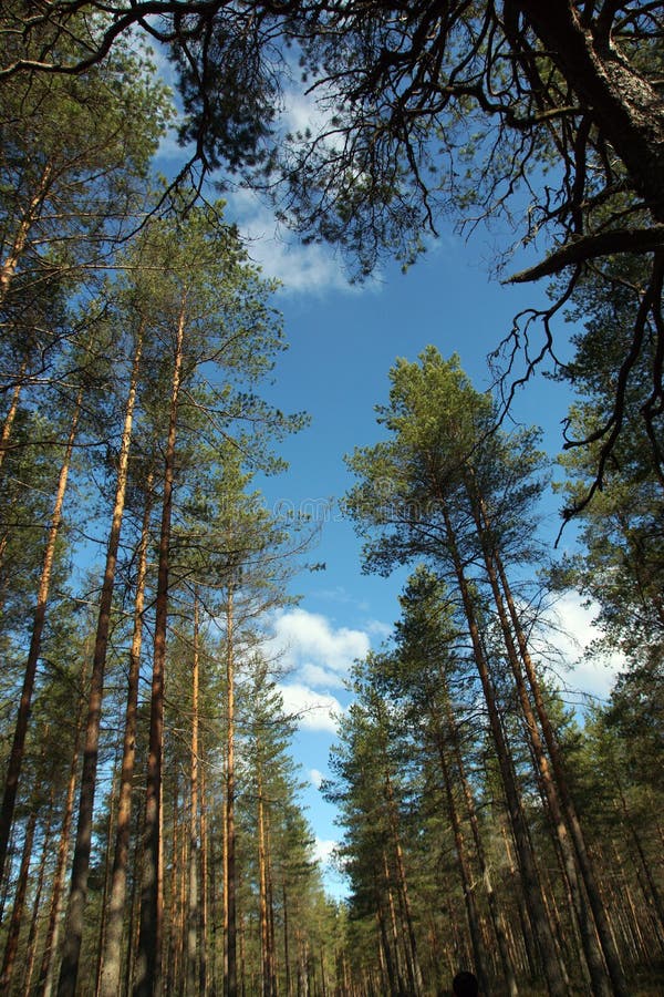 Straight Pines in the Forest during a Snowy Winter or Spring Stock ...