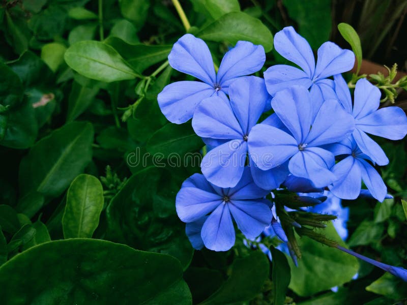 Flower bloom in summer stock photo. Image of bloom, blue - 146201738