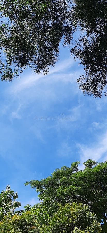 Blue Sky with Clouds and Trees Summer Stock Image - Image of summer ...