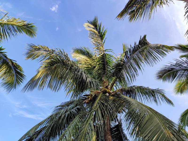 Blue Sky with Coconut tree stock photo. Image of branch - 254121248