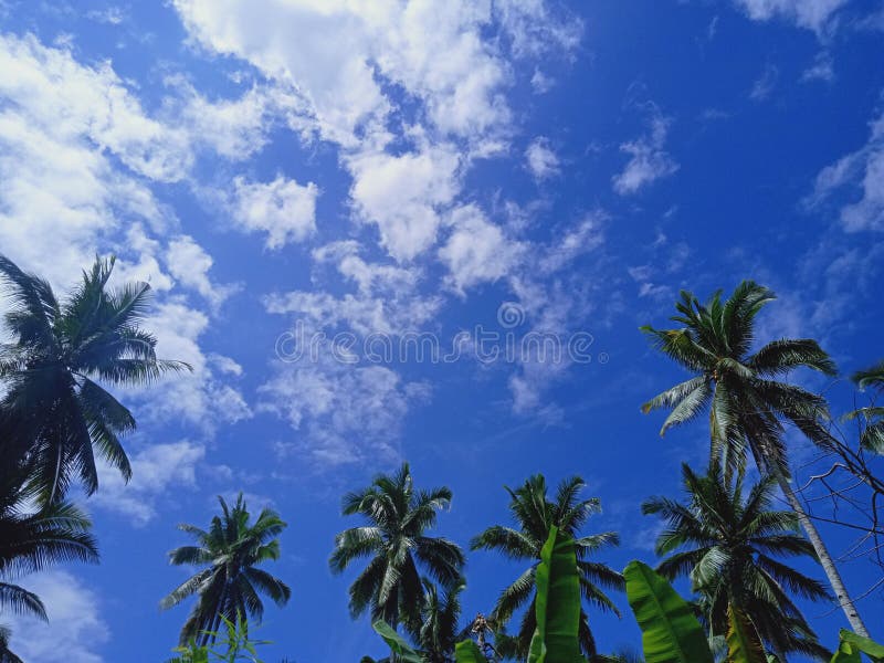 Blue Sky Coconut Trees and Banana Trees Stock Photo - Image of banana ...