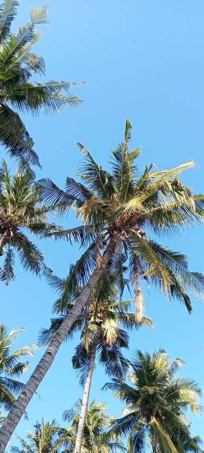 Blue Sky, Coconut Trees, Beach and Cool Air Stock Image - Image of ...