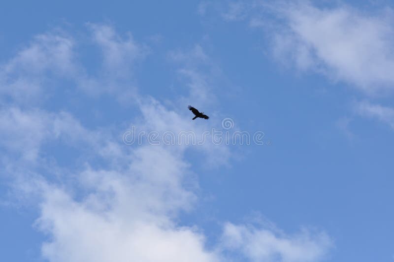 Flying crow and blue sky stock photo. Image of crow - 117090584