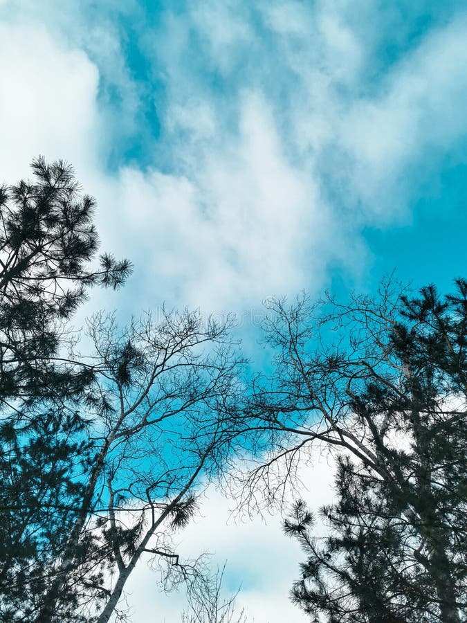 Blue Sky and Empty Tree Branches. Stock Photo - Image of long, forest ...