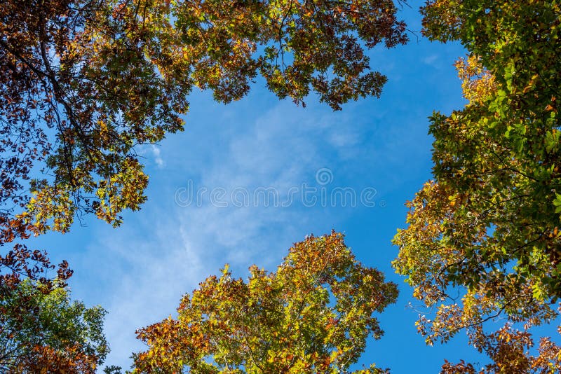 Fall treetops stock image. Image of scenery, landscape - 45966749
