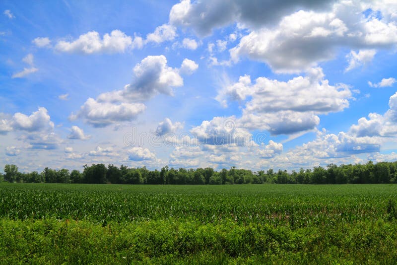 Blue Sky Farm Harvest Crop Field Farming Crops Harvesting Farmland ...
